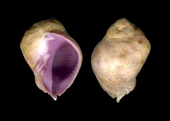 骨螺总科 Muricacea 蓝色动物学（中国动物学科普）